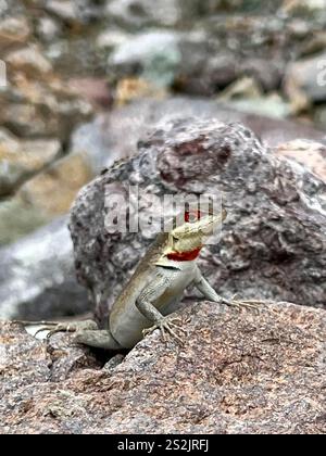Neotropical Ground Lizards (Tropiduridae Stock Photo - Alamy