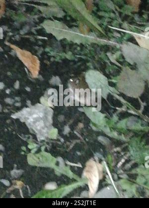 Mice, Rats, and Hamsters (Myomorpha Stock Photo - Alamy