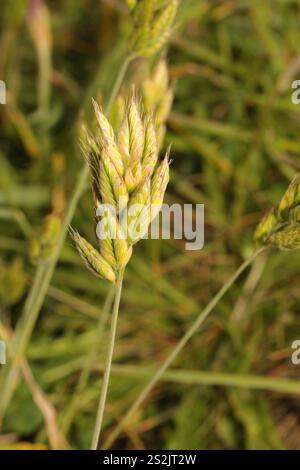 common soft brome (Bromus hordeaceus) Plantae Stock Photo - Alamy