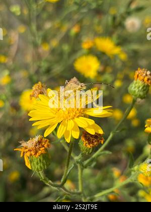 Spot-sided Coreid (Hypselonotus punctiventris Stock Photo - Alamy