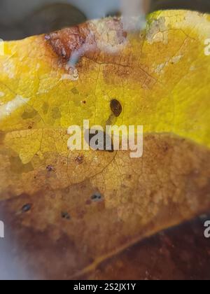 Pond Snails, Bladder Snails, and Allies (Lymnaeoidea Stock Photo - Alamy