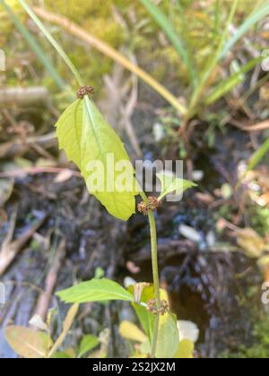 northern bugleweed (Lycopus uniflorus Stock Photo - Alamy