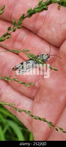 Rattlepod Moths (Utetheisa Stock Photo - Alamy