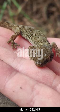Waitaha Gecko (Woodworthia brunnea Stock Photo - Alamy