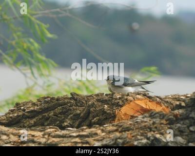 White-rumped Swallow (Tachycineta leucorrhoa) Aves Stock Photo - Alamy