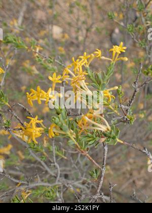 Saffron Curryflower (Lasiosiphon deserticola Stock Photo - Alamy