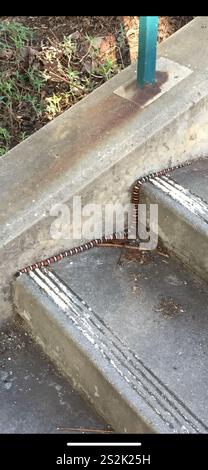 California mountain kingsnake (Lampropeltis zonata) in habitat, one of ...