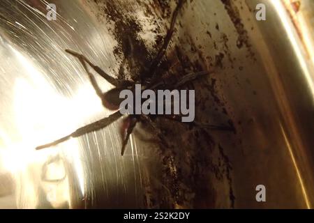 Brown Trapdoor Spiders (Arbanitis Stock Photo - Alamy