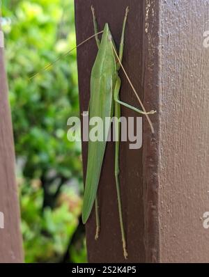 Irritating Grasshopper (Euconocephalus nasutus Stock Photo - Alamy