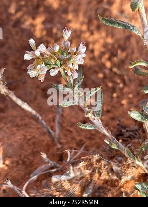 Slender Buckwheat (Eriogonum microtheca Stock Photo - Alamy