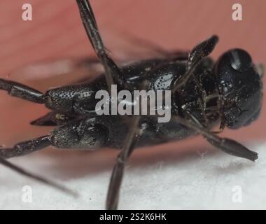 Blue-eyed Ensign Wasp (Evania appendigaster Stock Photo - Alamy