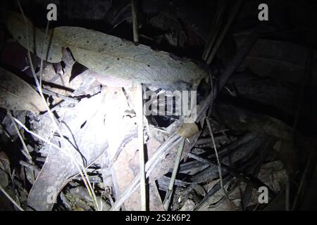 Brown Trapdoor Spiders (Arbanitis Stock Photo - Alamy