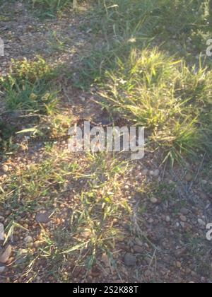 South American Hognose Snake (Xenodon dorbignyi Stock Photo - Alamy