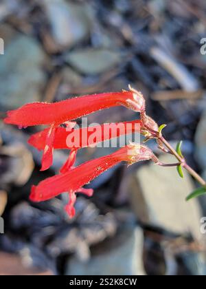 Bridges' penstemon (Penstemon rostriflorus Stock Photo - Alamy