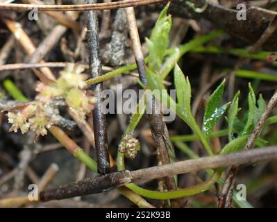 Cut-leaved Xanthosia (Xanthosia dissecta Stock Photo - Alamy