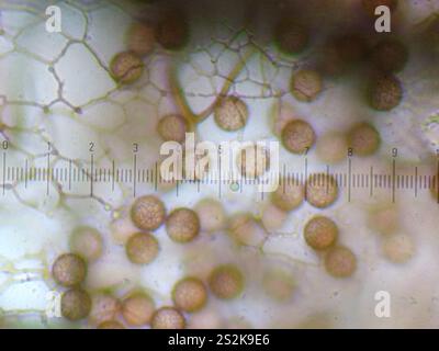 Dark-brown Wood-hair (Stemonitis fusca Stock Photo - Alamy