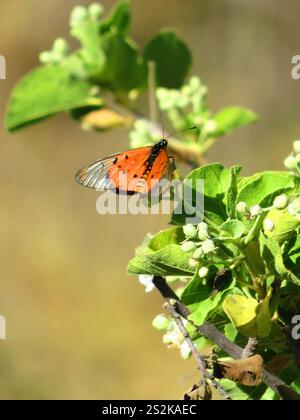 Wandering Donkey Acraea (Acraea neobule Stock Photo - Alamy