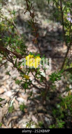 Showy Guinea Flower (Hibbertia linearis Stock Photo - Alamy