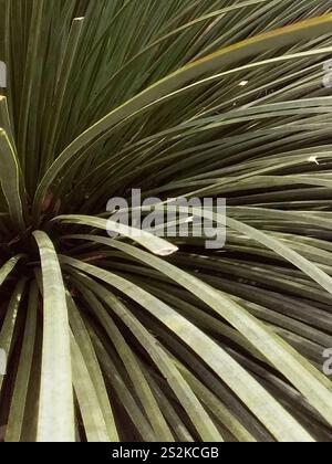 tufted grass-tree (Xanthorrhoea semiplana), Plantae, Coromandel East SA ...