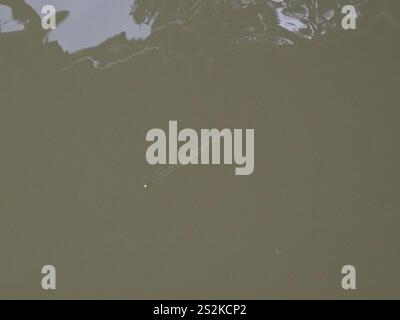 Northern River Garfish (Zenarchopterus buffonis), Actinopterygii ...