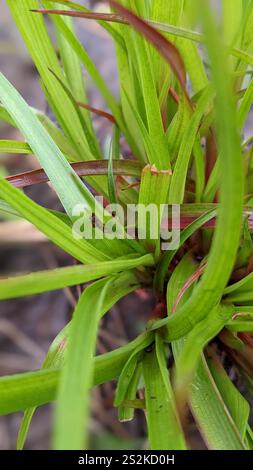 Flat-leaved Rush (Juncus planifolius Stock Photo - Alamy