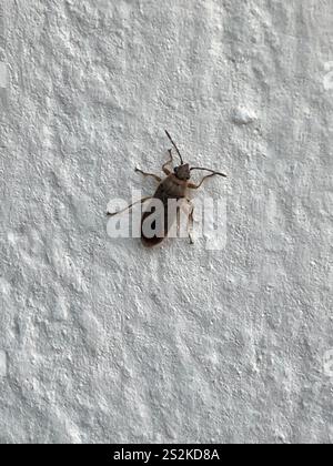 plane groundbug (Arocatus longiceps Stock Photo - Alamy