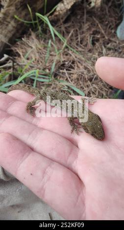 Waitaha Gecko (Woodworthia brunnea Stock Photo - Alamy
