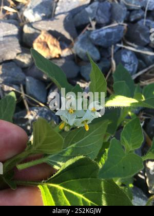 Green Nightshade (Solanum nitidibaccatum Stock Photo - Alamy