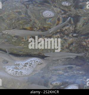 Sharpnose Mullet (Neomyxus leuciscus Stock Photo - Alamy