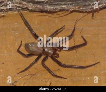 Bush Spider (Cambridgea foliata Stock Photo - Alamy