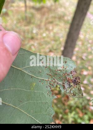 Jumping Gall Wasp (Neuroterus saltarius Stock Photo - Alamy