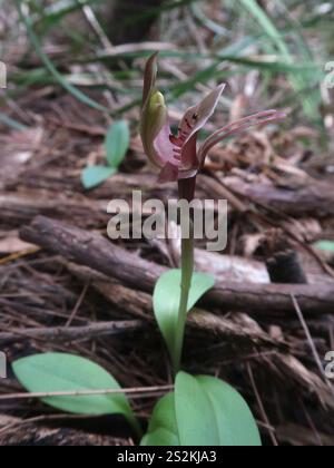 three-horned bird orchid (Chiloglottis triceratops Stock Photo - Alamy
