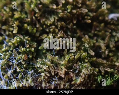leafy and simple thalloid liverworts (Jungermanniopsida Stock Photo - Alamy