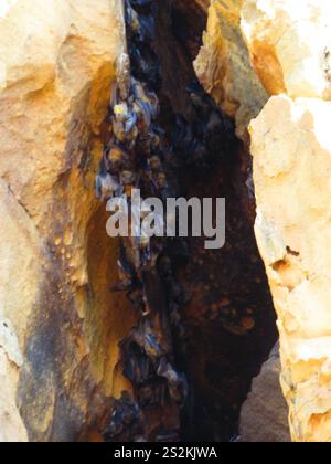 Madagascan Fruit Bat (Eidolon dupreanum Stock Photo - Alamy