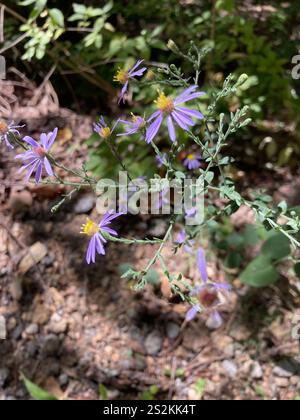 Short's aster (Symphyotrichum shortii Stock Photo - Alamy