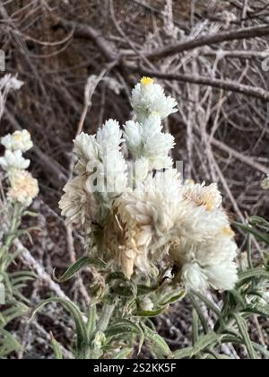 white rabbit-tobacco (Pseudognaphalium leucocephalum Stock Photo - Alamy