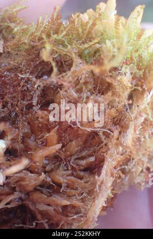 Papillose Peatmoss (Sphagnum papillosum Stock Photo - Alamy