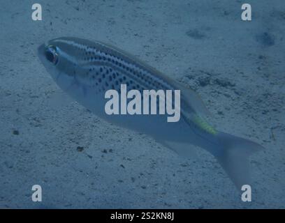 Arabian Monocle Bream (Scolopsis ghanam Stock Photo - Alamy