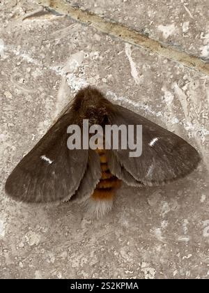 Bag-shelter Moth (Ochrogaster lunifer Stock Photo - Alamy