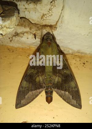 Comma Nephele (Nephele comma Stock Photo - Alamy
