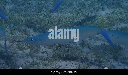 Black-barred Halfbeak (Hemiramphus far Stock Photo - Alamy