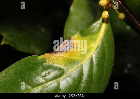 Bay Sucker (Lauritrioza alacris Stock Photo - Alamy