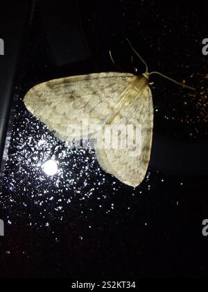 Bruce Spanworm Moth (Operophtera bruceata Stock Photo - Alamy