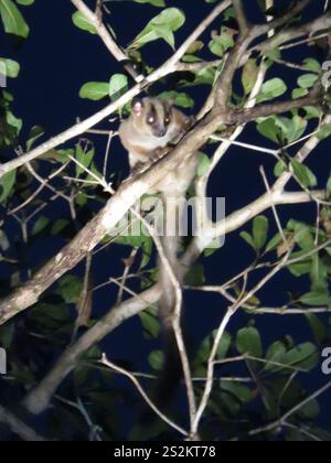 Pale Fork-marked Lemur (Phaner pallescens Stock Photo - Alamy