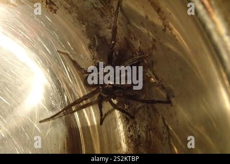 Brown Trapdoor Spiders (Arbanitis Stock Photo - Alamy