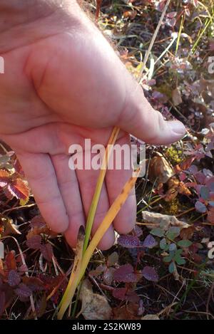 western false asphodel (Triantha occidentalis Stock Photo - Alamy