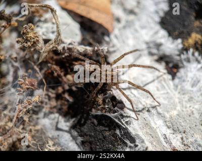 Wood House Spider (Tegenaria silvestris Stock Photo - Alamy