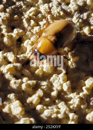 Masked Chafers (Cyclocephala Stock Photo - Alamy