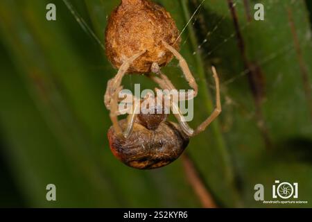 American Bolas Spiders (Mastophora Stock Photo - Alamy