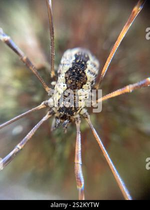 Saddleback Harvestman (Mitopus morio Stock Photo - Alamy